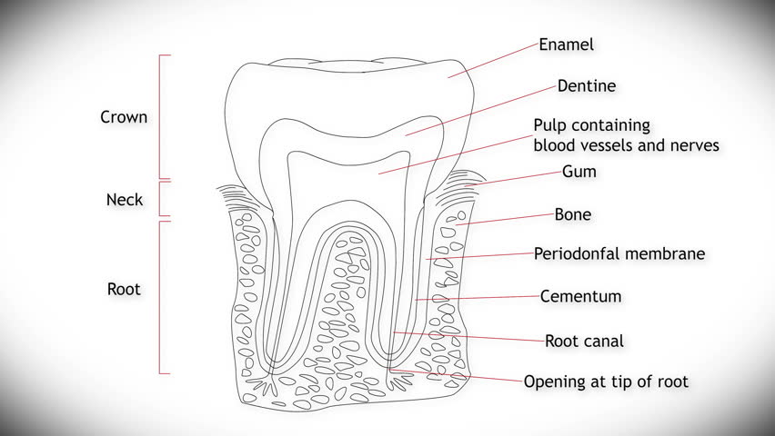 4k Human Tooth Structure Animation Stock Footage Video (100% Royalty ...