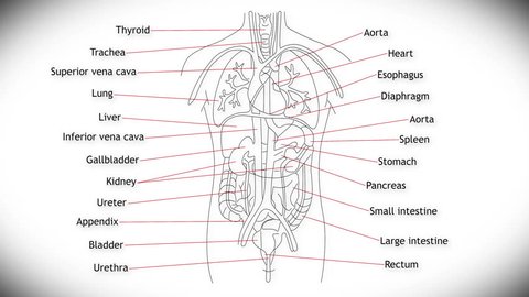 Human Skeleton Front Back Main Parts Stock Vector (Royalty Free ...