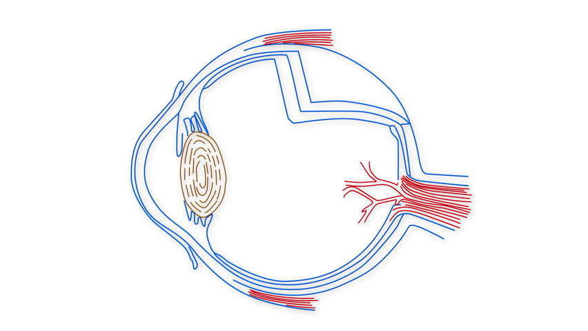 4k human eye structure animation illustration Stock Footage Video (100% ...