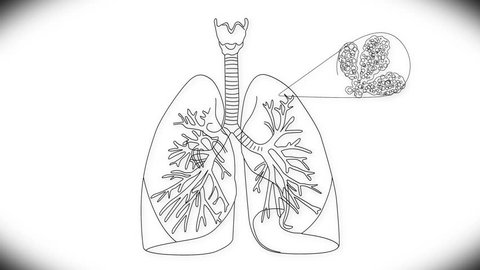 4k Human Lung Structure Animation Illustration Stock Footage Video (100 ...