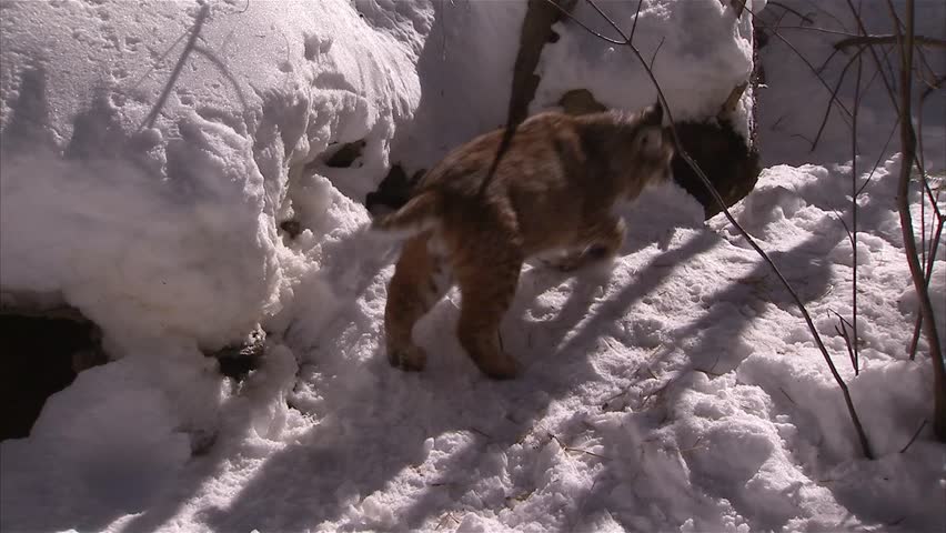 bobcat going into den Stock Footage Video (100% Royalty-free) 5255759 ...
