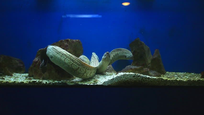 Group of Moray Eels Swimming Stock Footage Video (100% Royalty-free ...