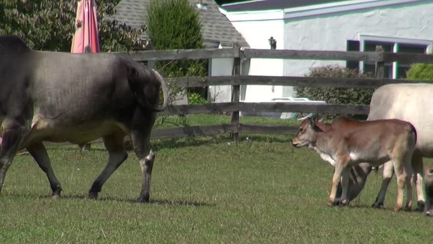 miniature brahman cow baby calf Stock Footage Video (100% Royalty-free ...