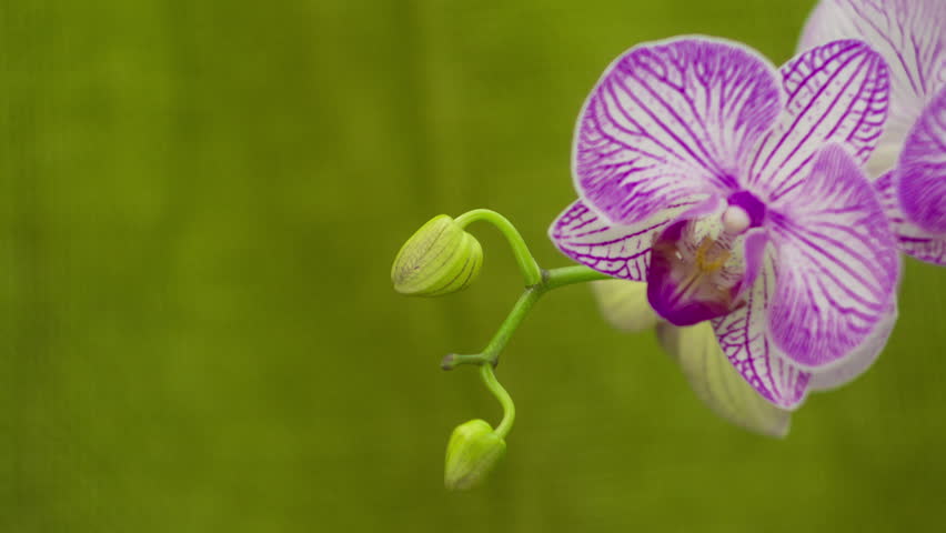 Purple Orchid Dissolve Their Flowers Stock Footage Video (100% Royalty ...