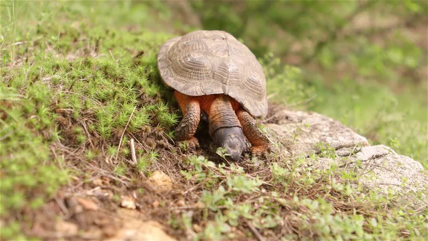 Wood Turtle Eating a Worm Stock Footage Video (100% Royalty-free ...
