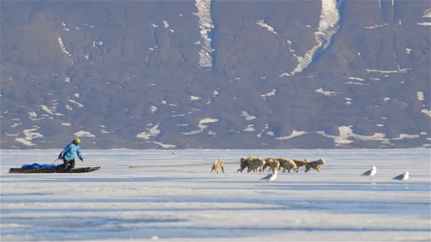 Arctic Sled Dogs Getting Ready Stock Footage Video (100% Royalty-free ...