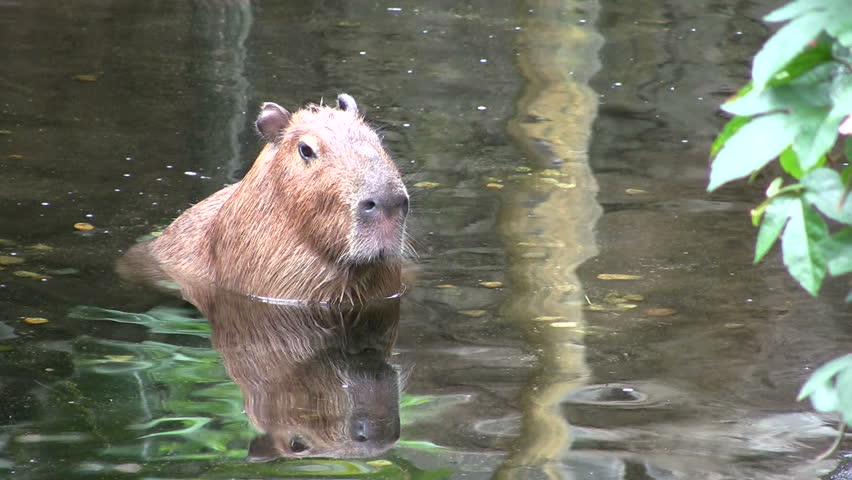 large capybara water largest rodent world Stock Footage Video (100% ...