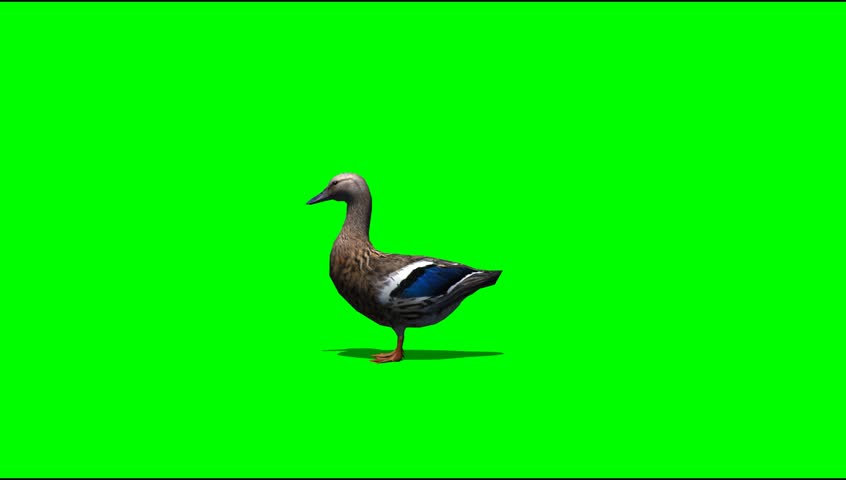 Duck Walk Animal Green Screen Stock Footage Video (100% Royalty-free ...