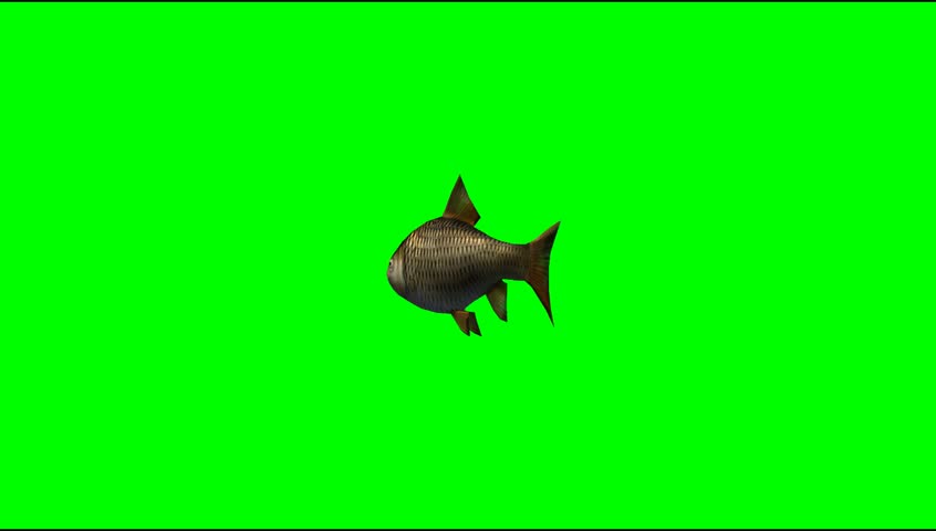 Fish Swim Animal Green Screen Stock Footage Video (100% Royalty-free ...