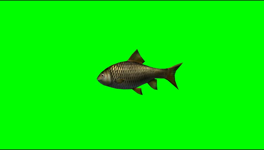 fish swim animal green screen video Stock Footage Video (100% Royalty ...