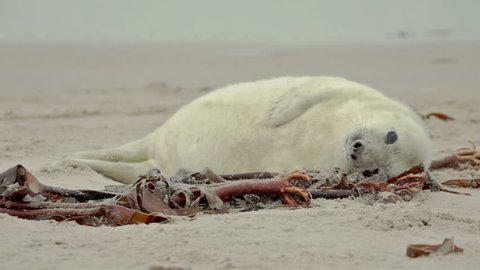 Newborn Baby Seal On Beach Stock Footage Video (100% Royalty-free ...