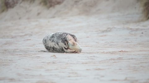 Wild Seal Giving Birth Baby Seal Stock Footage Video (100% Royalty-free ...