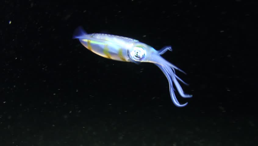 Squid at Night Stock Footage Video (100% Royalty-free) 5280704 ...