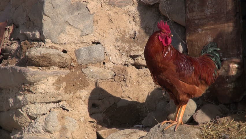rooster screaming attention produces classic crowing Stock Footage ...