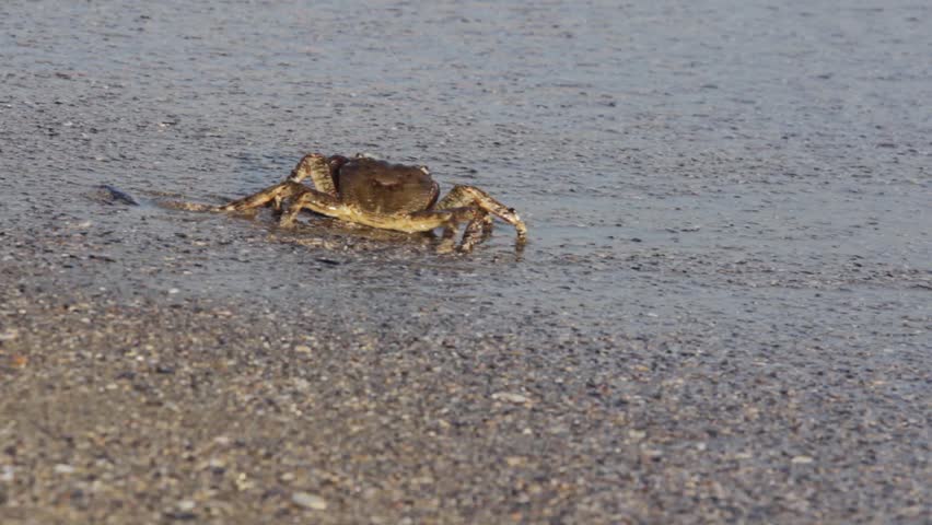 Crab Moving On the Beach Stock Footage Video (100% Royalty-free ...