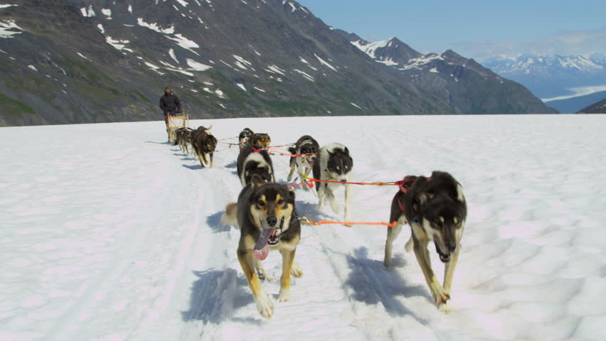 Working Alaskan Husky Dogs with Stock Footage Video (100% Royalty-free ...