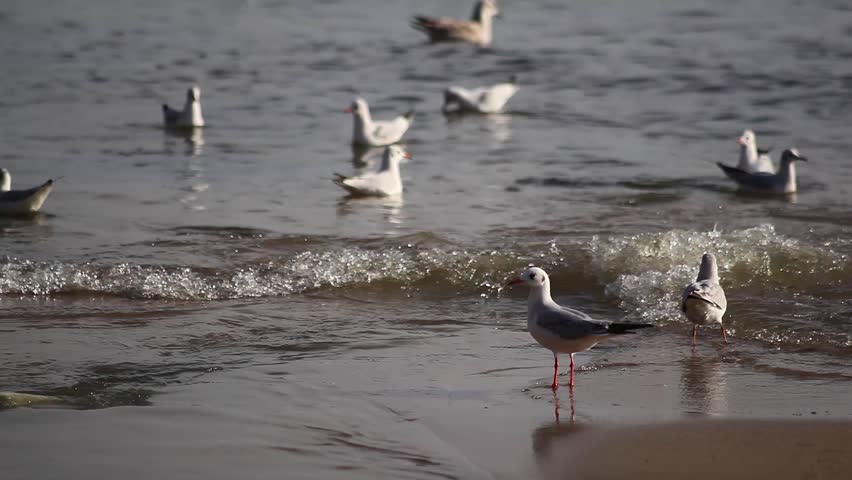 Groups of Seagulls On the Stock Footage Video (100% Royalty-free ...