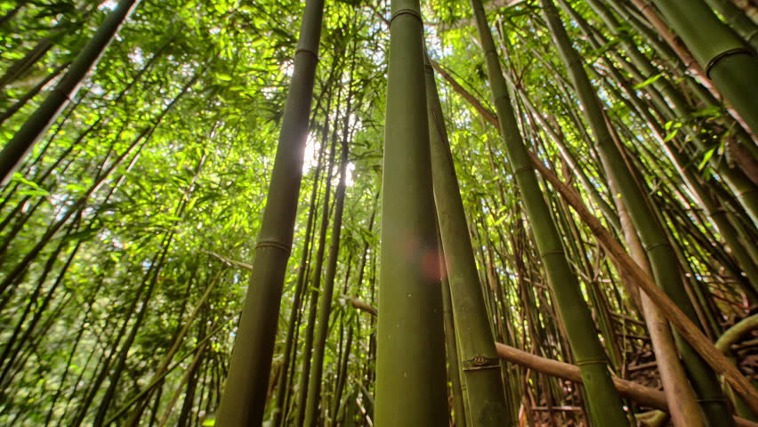4k, Uhd, Tracking Through Bamboo 스톡 동영상 비디오(100% 로열티 프리) 5338469 ...