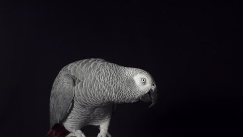 Slow Motion Parrot Shaking His Head Stock Footage Video (100% Royalty ...