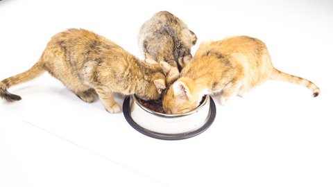 Spiny Sea Shell On White Background Stock Photo 290128394 | Shutterstock