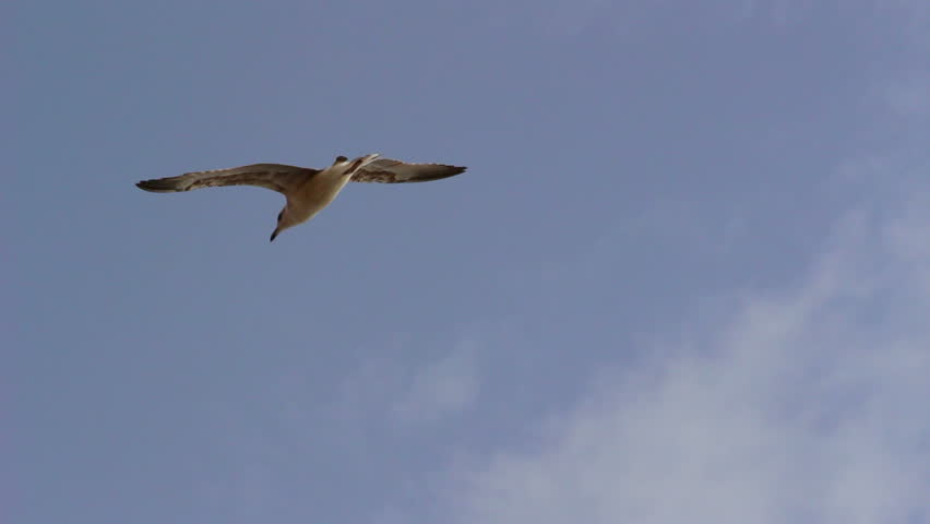 Seagull Flying Directly Above Camera Stock Footage Video (100% Royalty ...