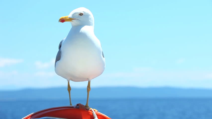 Seagull Sitting On Sailboat Railing Stock Footage Video (100% Royalty ...