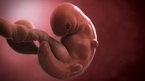 Fetus Animation Week 6 Stock Footage Video (100% Royalty-free) 5364428 ...