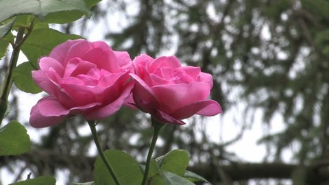 Two Red Roses Roses Moving Wind Stock Footage Video (100% Royalty-free ...