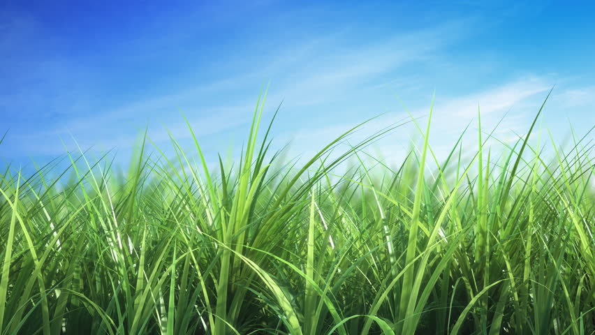 moving grass full hd 3d Stock Footage Video (100% Royalty-free) 538072 ...