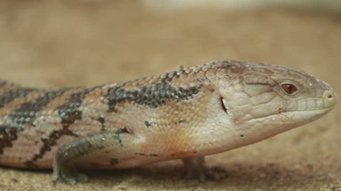 Alberta Greater Shorthorned Lizard 5 Stock Footage Video (100% Royalty ...