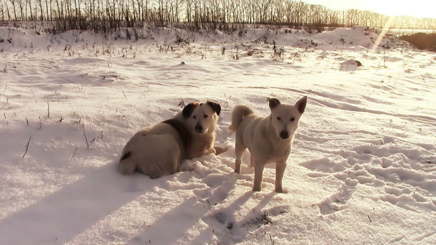russian dog eating snow winter filmed Stock Footage Video (100% Royalty ...