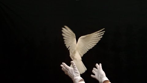 Two Hand Holding White Dove Flying Stock Vector (Royalty Free) 459758968