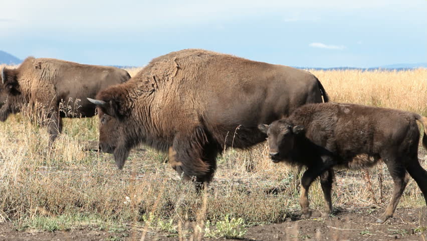 large male bull american bison buffalo Stock Footage Video (100% ...