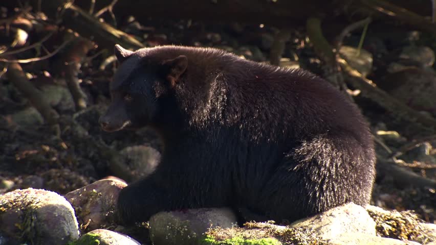 Black Bear Sitting On Rocks Stock Footage Video (100% Royalty-free ...