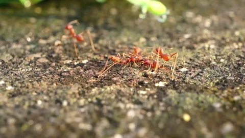 Fire Ants Stock Footage Video (100% Royalty-free) 5405993 | Shutterstock