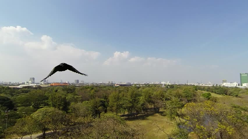 Aerial Close-up of Crow Flying Stock Footage Video (100% Royalty-free ...