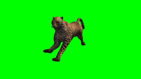 Cheetah Run Seperated On Green Screen Stock Footage Video (100% Royalty ...