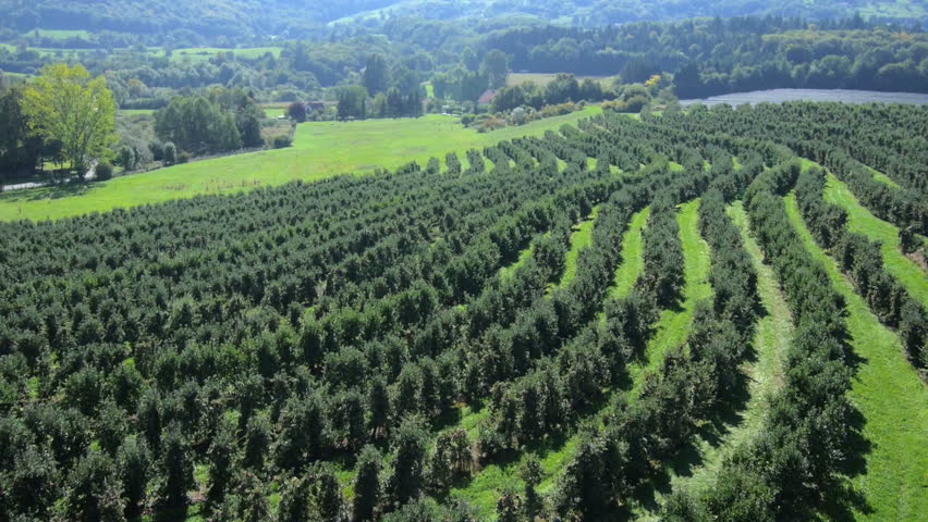 close up aerial view apple orchard Stock Footage Video (100% Royalty ...