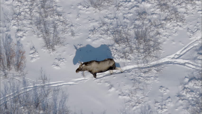Frozen Tundra Elk. Aerial Shot Stock Footage Video (100% Royalty-free ...
