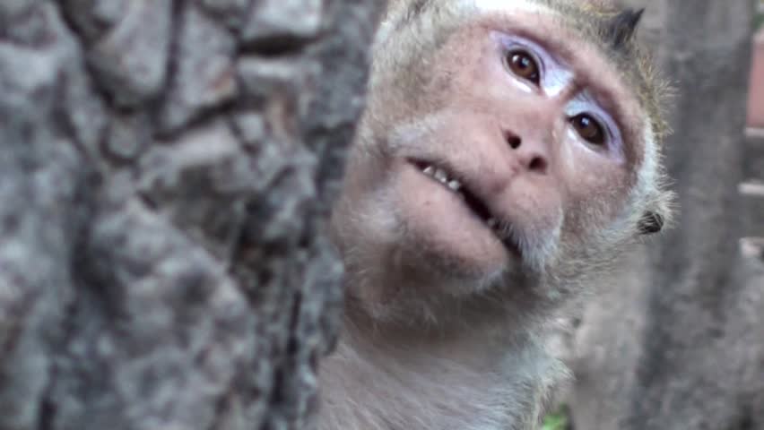 long-tailed macaque macaca fascicularis known crab-eating Stock Footage ...