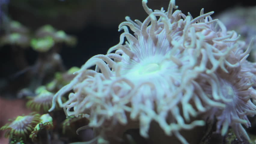 Macro Sea Coral Stock Footage Video (100% Royalty-free) 5440169 ...