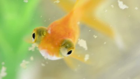 Closeup Goldfish Eating Slow Motion Stock Footage Video (100% Royalty ...