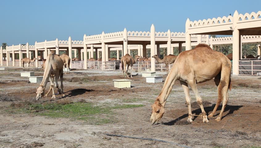Camel Farm in Bahrain, Middle Stock Footage Video (100% Royalty-free ...
