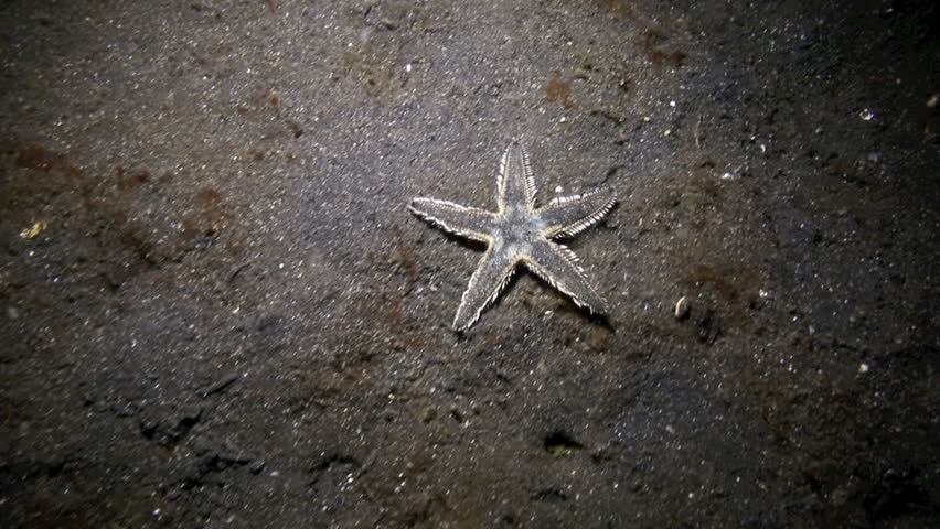 Starfish Moving Across Ocean Floor Stock Footage Video (100% Royalty ...