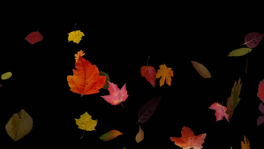 autumn falling flying leaves alpha Stock Footage Video (100% Royalty ...
