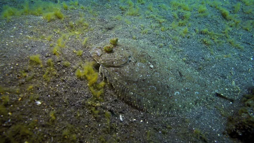 Flatfish (flounder) Closeup Portrait with Stock Footage Video (100% ...
