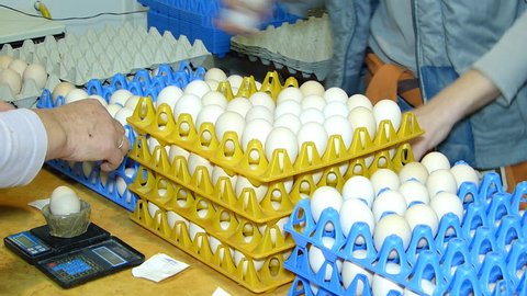 Women Sorting Classifying Chicken Eggs On Stock Footage Video (100% ...