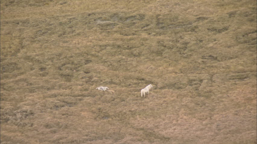 White Arctic Wolves Hunting Caribou. Stock Footage Video (100% Royalty ...