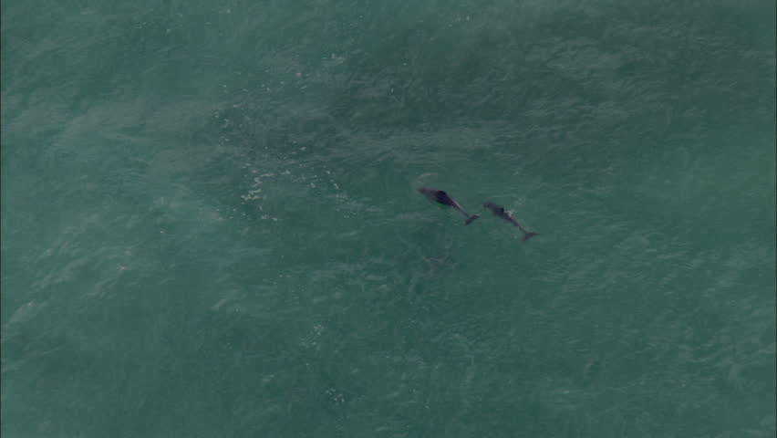Aerial Dolphin Footage. Aerial Footage Stock Footage Video (100% ...
