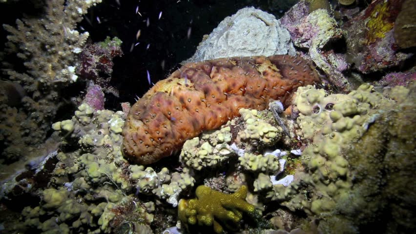 sea cucumber feeding on coral reef Stock Footage Video (100% Royalty ...